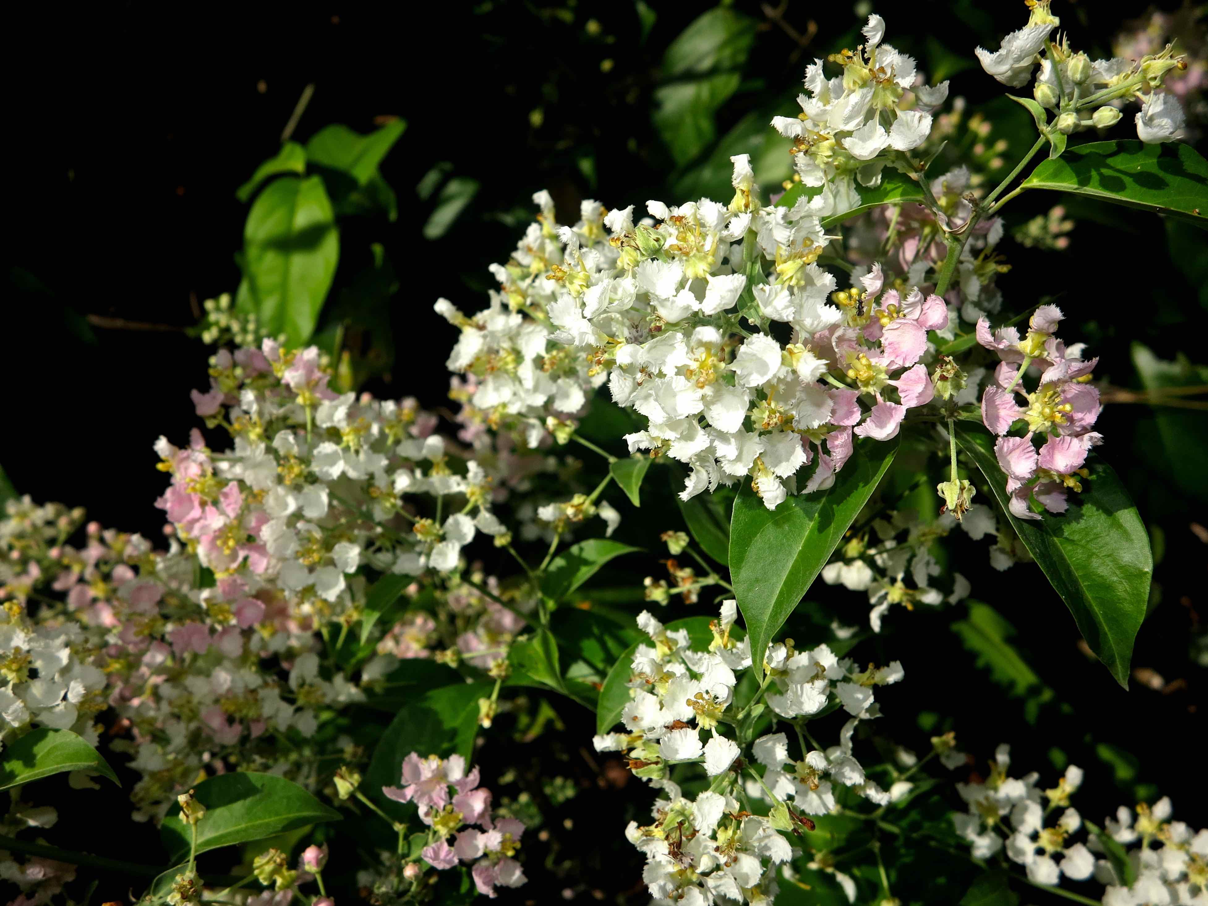 Take a sip of some cinnamon tea...in the Ethnobonical Gardens at Ocean ...