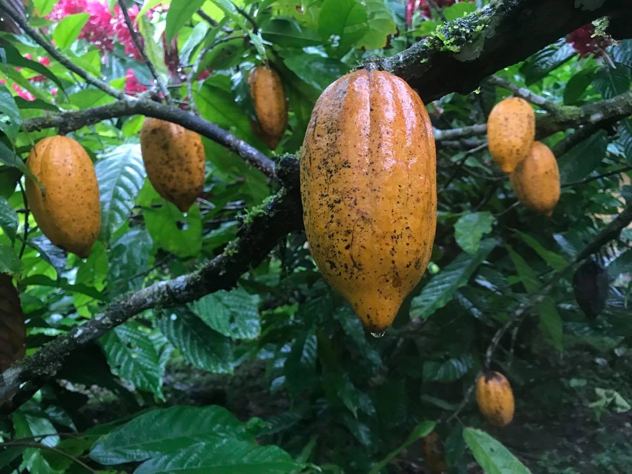 CACAO ~ The World Tree and Her Planetary Mission - Ocean Forest Ecolodge