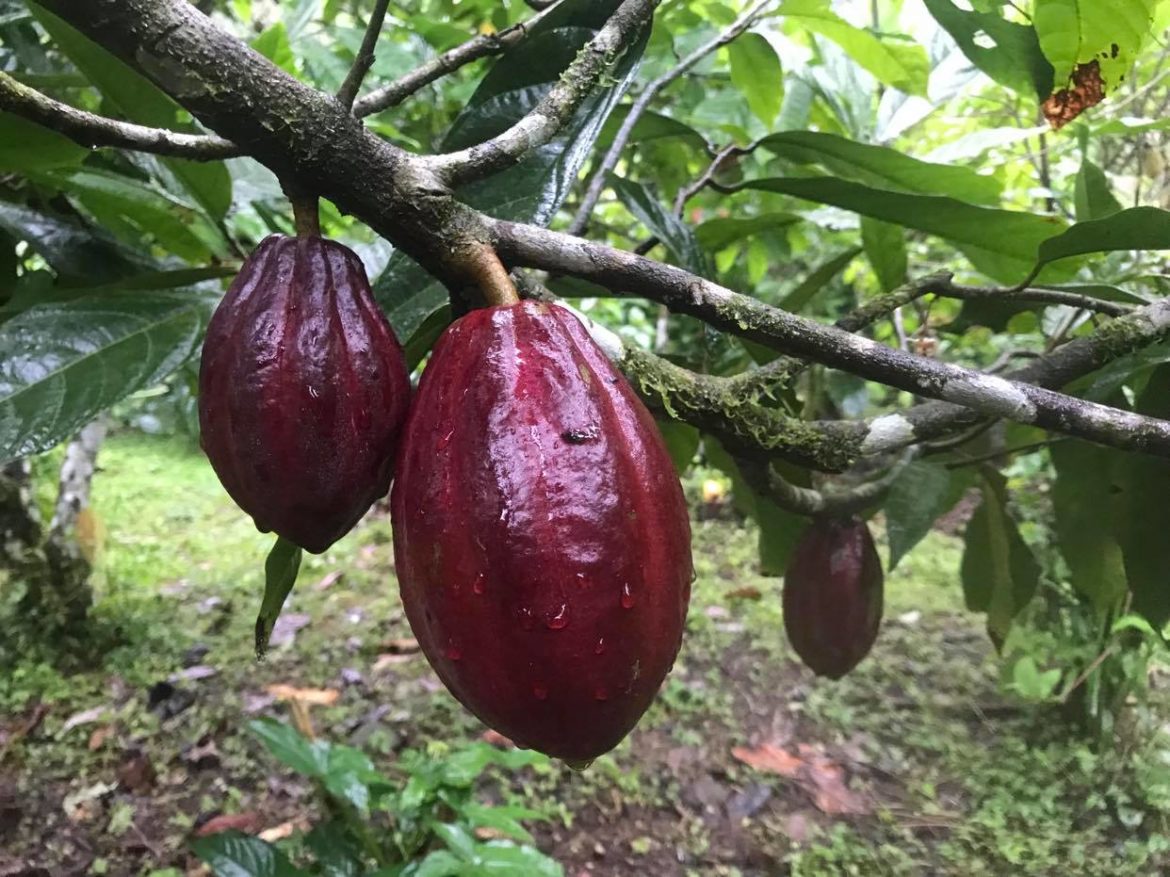 CACAO ~ The World Tree and Her Planetary Mission - Ocean Forest Ecolodge