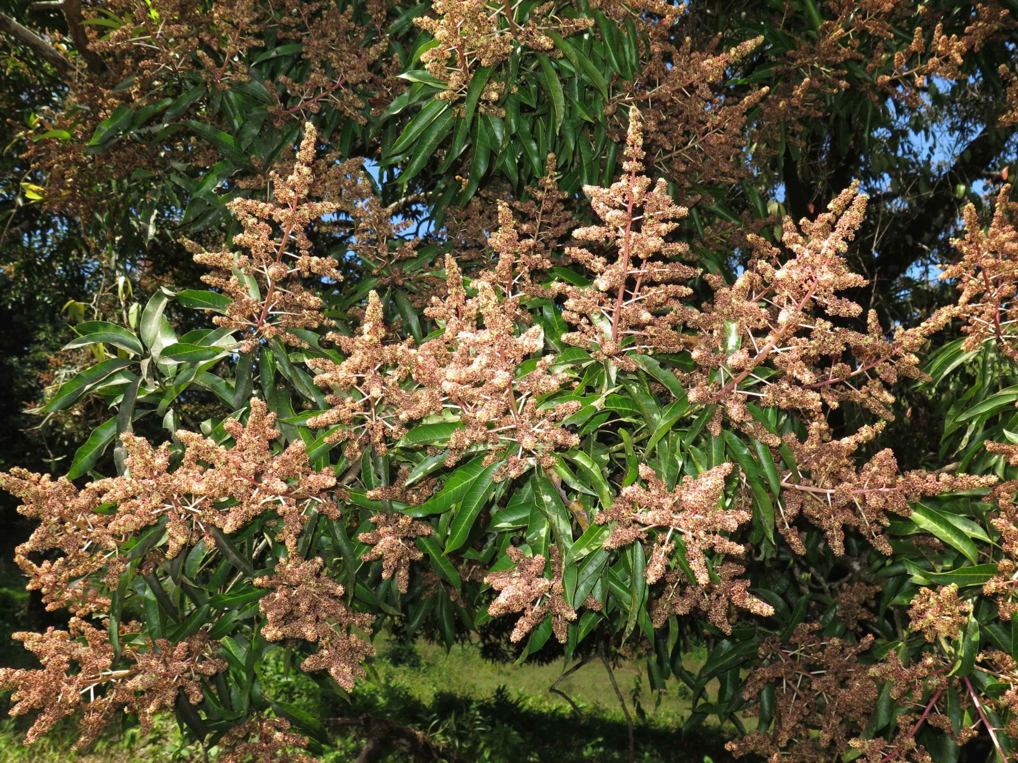 Take a Journey Through the Senses of your Elements - Ocean Forest Ecolodge