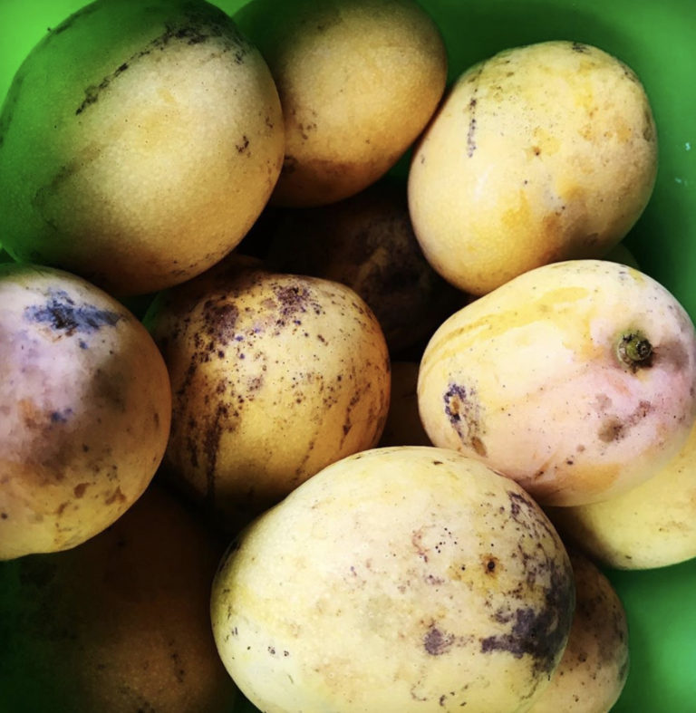 Take a Journey Through the Senses of your Elements - Ocean Forest Ecolodge