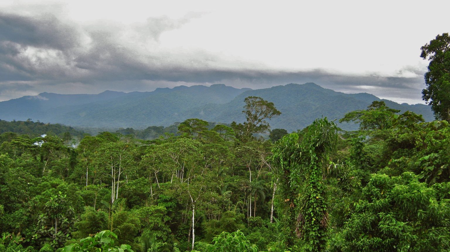 CACAO ~ The World Tree and Her Planetary Mission - Ocean Forest Ecolodge