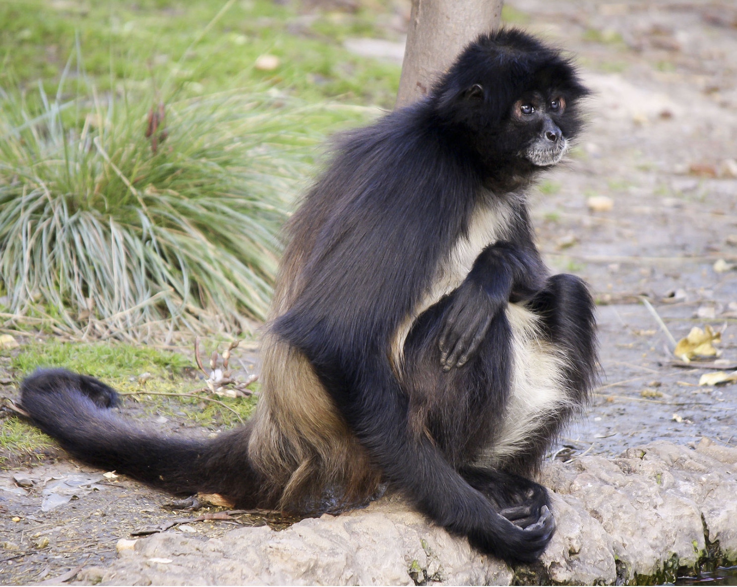 CACAO ~ The World Tree and Her Planetary Mission - Ocean Forest Ecolodge