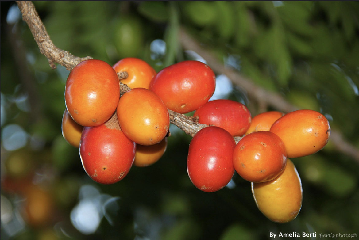 CACAO ~ The World Tree and Her Planetary Mission - Ocean Forest Ecolodge