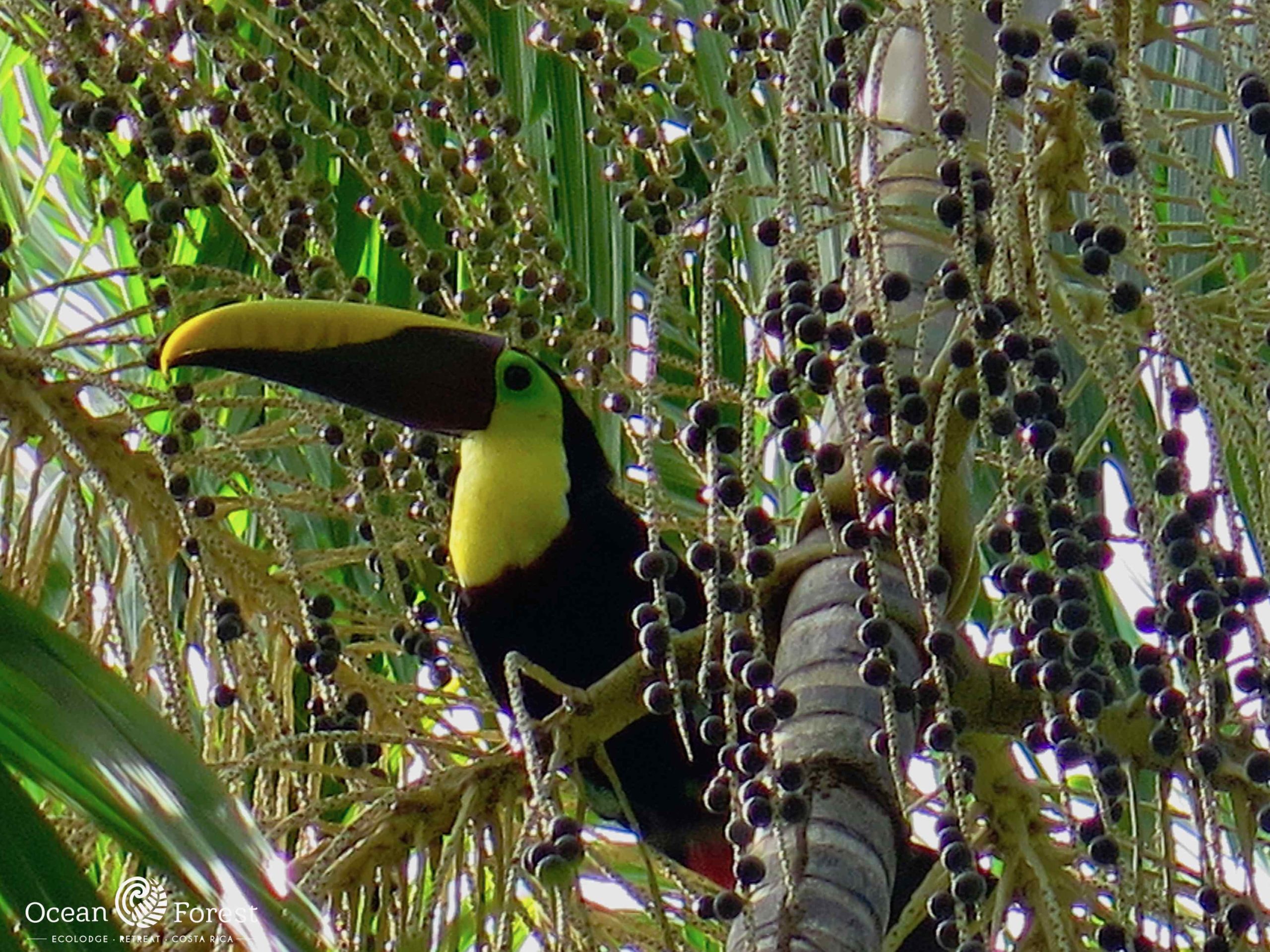 Feb 19th - 18th Anniversary - Ocean Forest Ecolodge