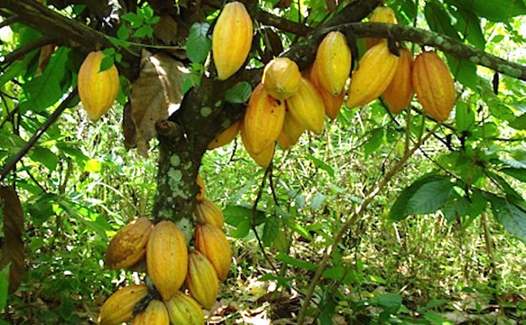CACAO ~ The World Tree and Her Planetary Mission - Ocean Forest Ecolodge