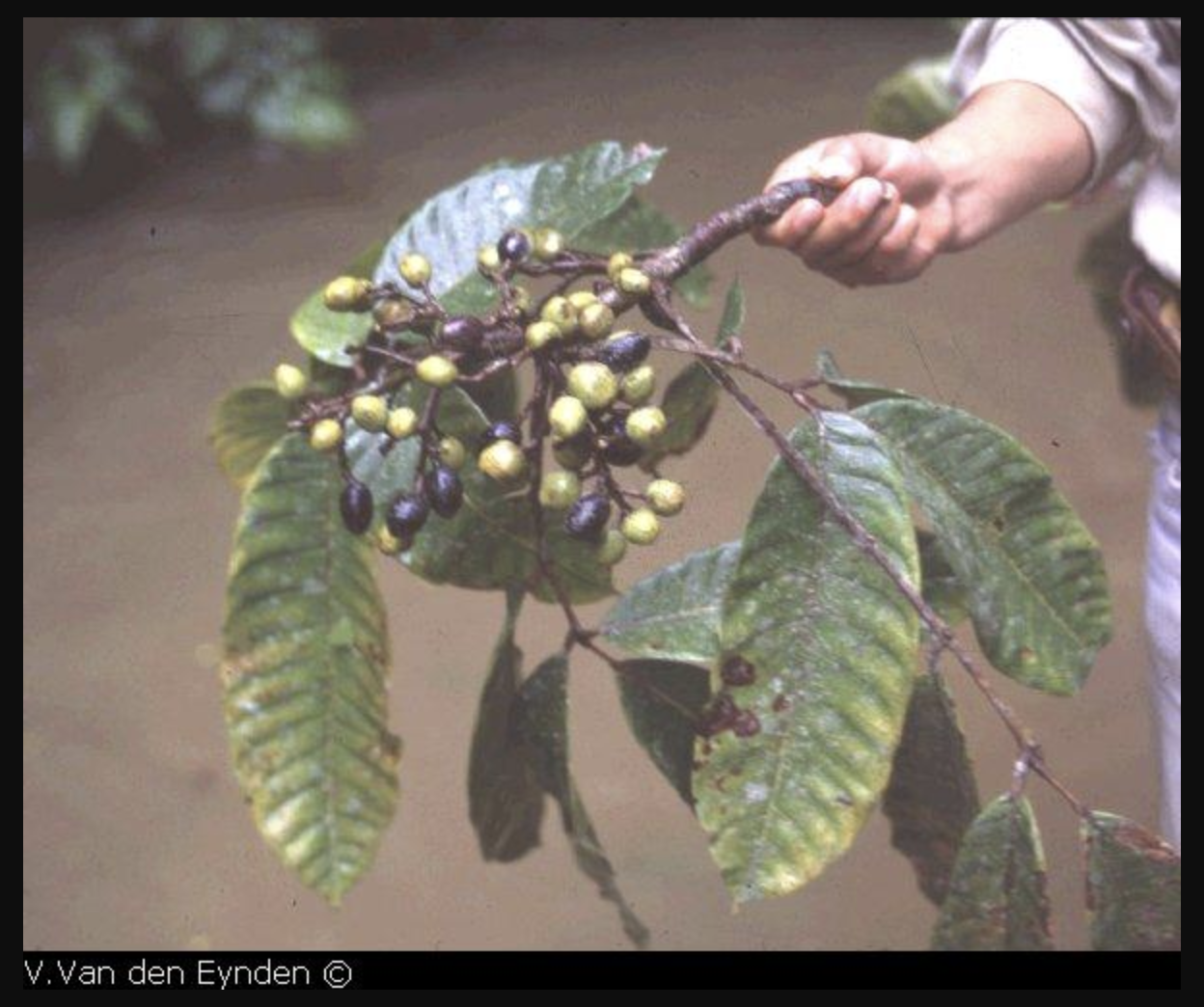 Cleansing Your Aura with Copal - Ocean Forest Ecolodge