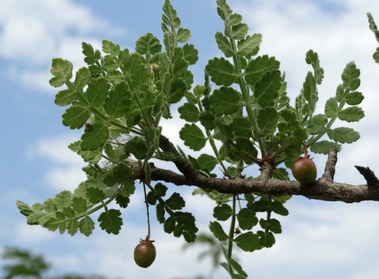 Cleansing Your Aura with Copal - Ocean Forest Ecolodge