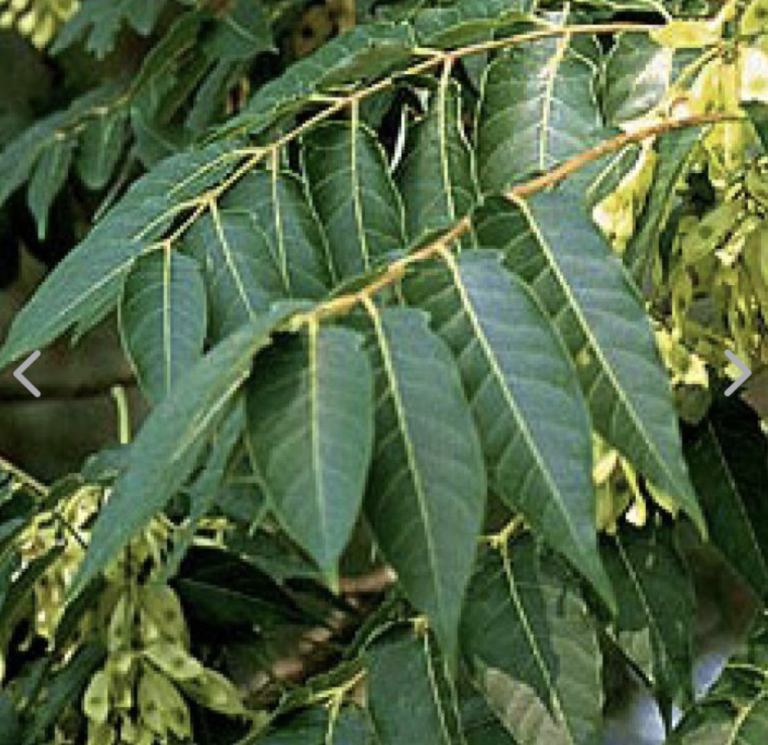 Cleansing Your Aura with Copal - Ocean Forest Ecolodge